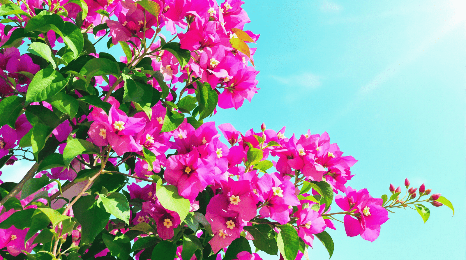 Primavera (Bougainvillea Spectabilis): Como Plantar e Cuidar Dessa ...